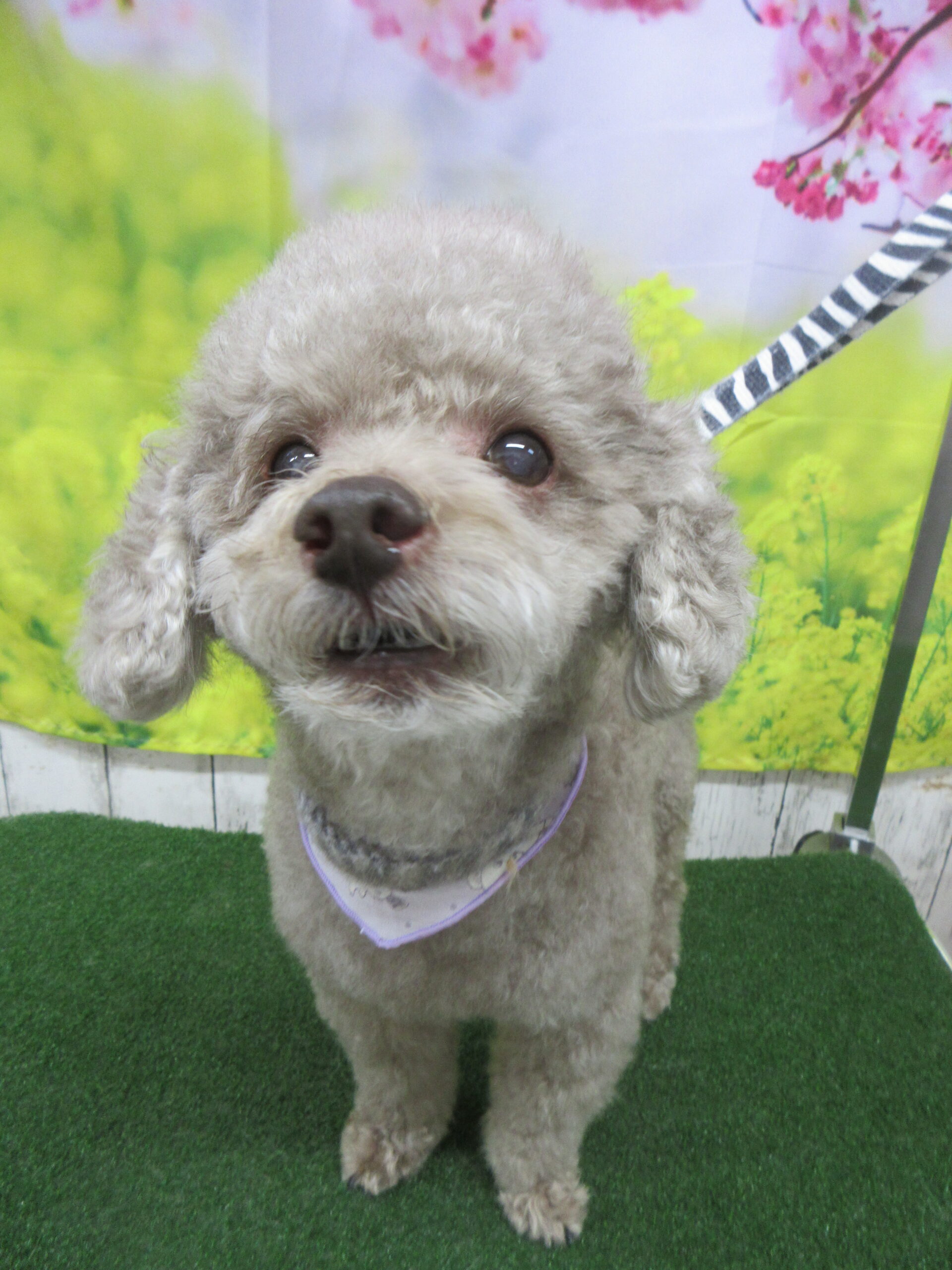 長濱クマちゃん・プードル・犬 – WAKUWAKU PET LAND